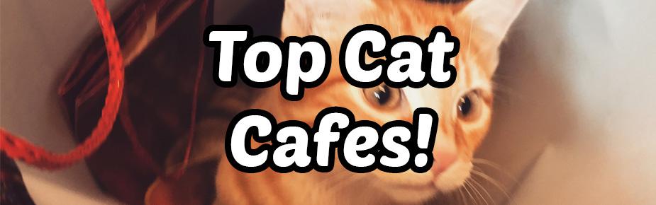 The Top Cat Cafes in The World 2018 | Complete City Guides - Travel ...